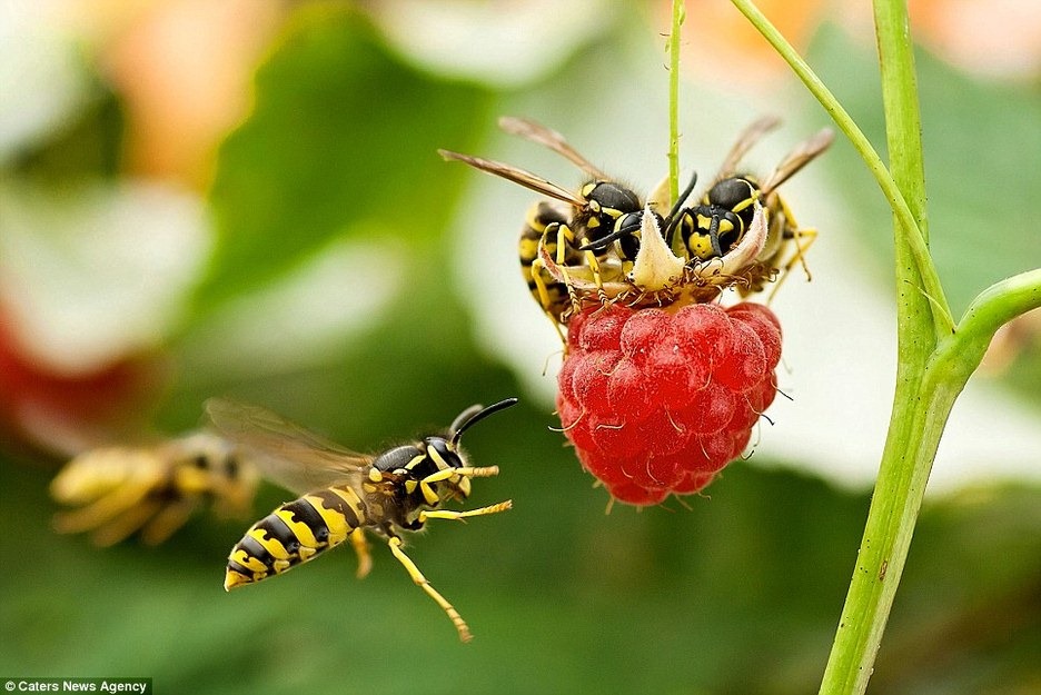 14-Beautiful-hornets-macro-photography-1 | Φωτογραφία